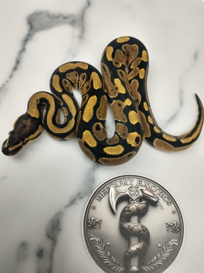 Gravel/specter Het Puzzle Ball Python by Mercury Exotics