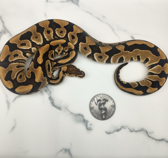 Crypton Het Desert Ghost Ball Python by Mercury Exotics