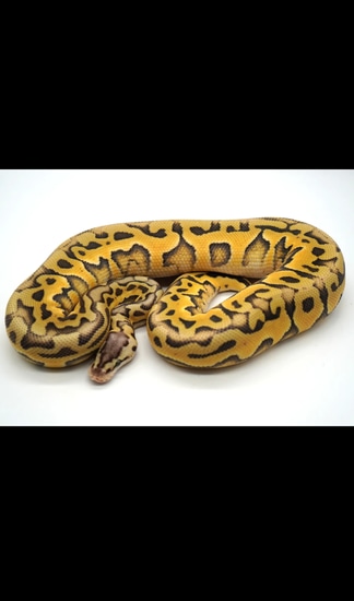 Super Pastel (Od) Puzzle 100% Het Desert Ghost PB Ball Python by Mercury Exotics