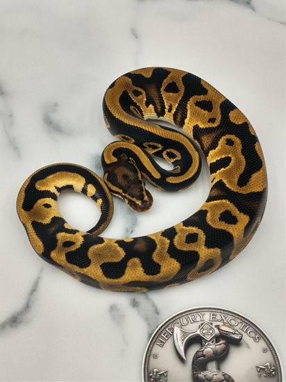 Orange Dream Leopard Harlequin Dh Dg Crypton Ball Python by Mercury Exotics