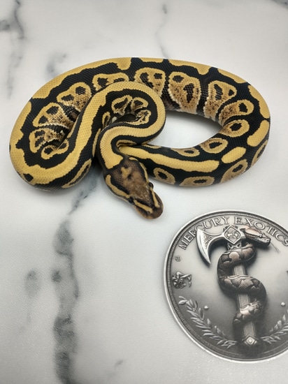Harlequin Specter Desert Ghost Het Clown Ball Python by Mercury Exotics