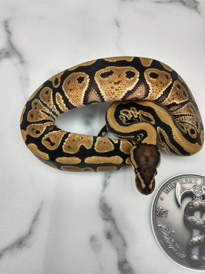 Harlequin Specter Dh DG Crypton Ball Python by Mercury Exotics