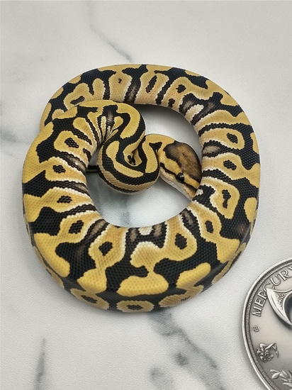 Harlequin DG Crypton Ball Python by Mercury Exotics