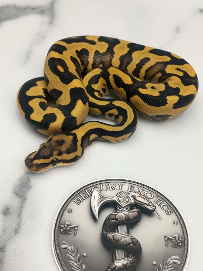 Leopard Harlequin Specter DG Het Clown Ball Python by Mercury Exotics