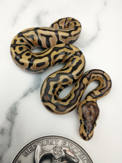 Chocolate Puzzle Het Clown Ball Python by Mercury Exotics