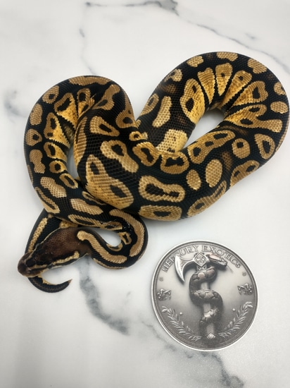 Pastel Dh Dg Paint Ball Python by Mercury Exotics