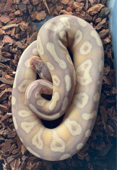 Banana Fire Mojave 100% Het Ghost 50% Het Pied Ball Python by Pepper Pythons