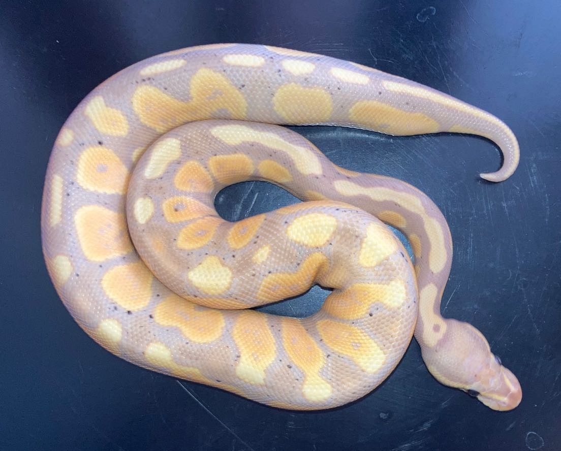 Banana Fire 100% Het Ghost 50% Het Pied Ball Python by Pepper Pythons - MorphMarket
