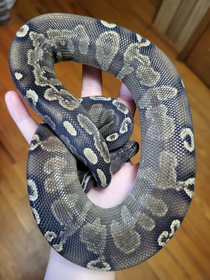 Cinnamon GHI Ball Python by Pepper Pythons