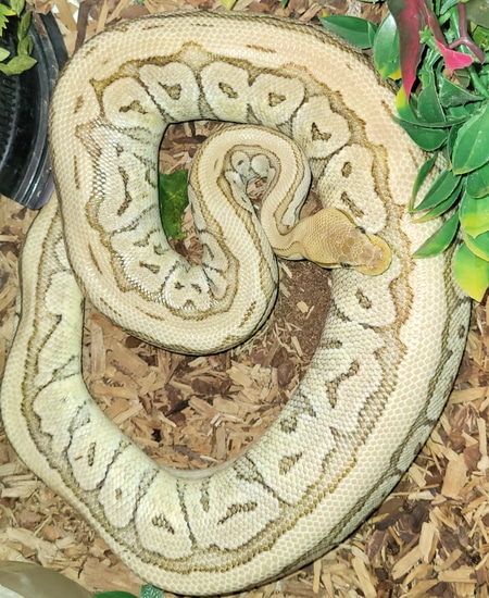 Pastel Pinstripe Mojave (Jigsaw Blast) Ball Python by Pepper Pythons
