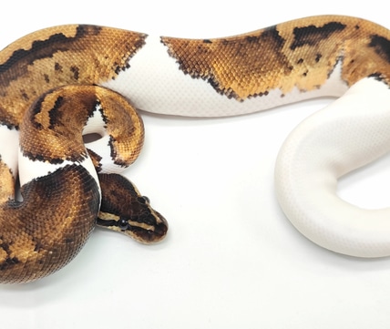 Suma Het Pied Ball Python by Osborne Reptiles - MorphMarket