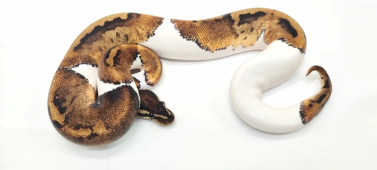 Mahogany Pied Ball Python by Osborne Reptiles