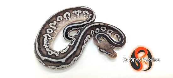VPI Axanthic Leopard Mojave Pastel 66% Het Pied Ball Python by Osborne ...