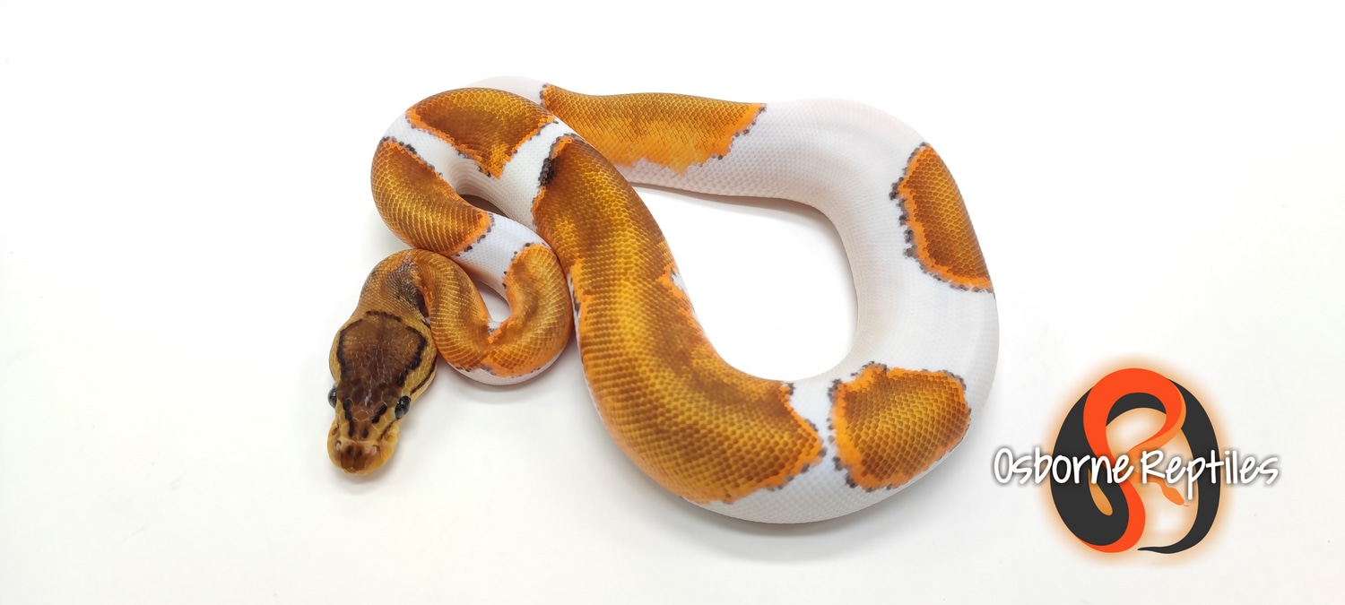 Orange Dream Pinstripe Pied Ball Python by Osborne Reptiles - MorphMarket