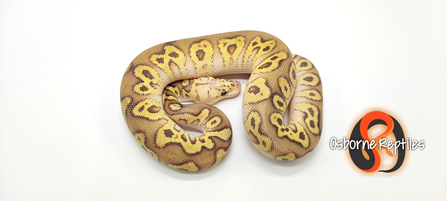 Cypress Killer Clown Ball Python by Osborne Reptiles - MorphMarket