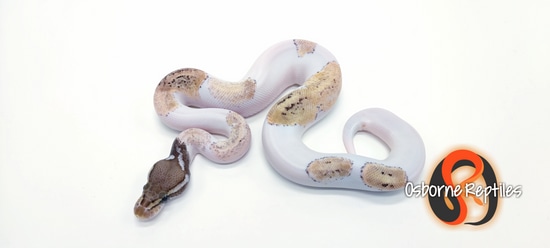 Pastave Pied Possible Redstripe Ball Python by Osborne Reptiles