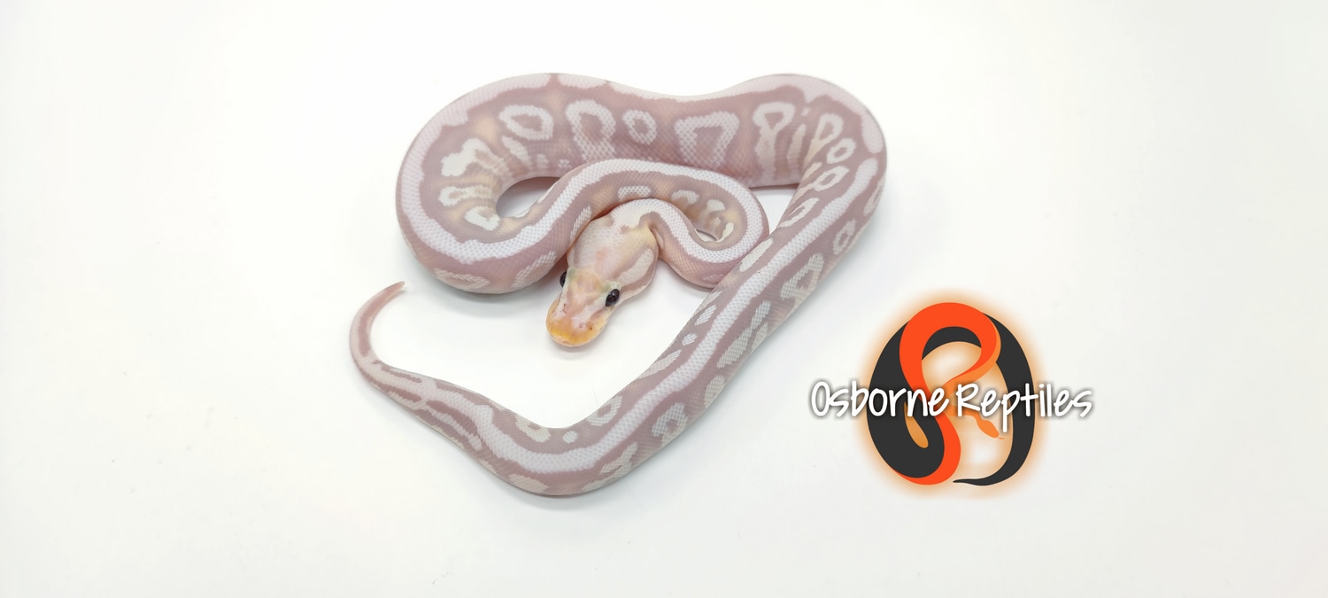 Banana Spotnose Mojave Fire Het Clown ID Ball Python by Osborne ...