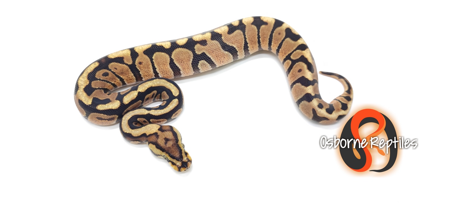 Spotnose Enchi Het Clown Ball Python by Osborne Reptiles - MorphMarket