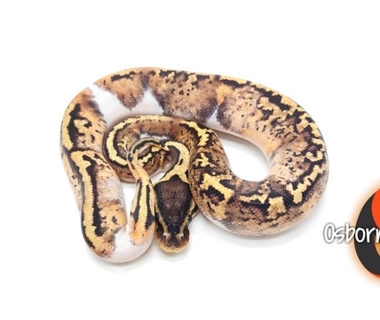 Urban Camo 66% Het Clown 66% Het Pied Ball Python by Osborne Reptiles ...