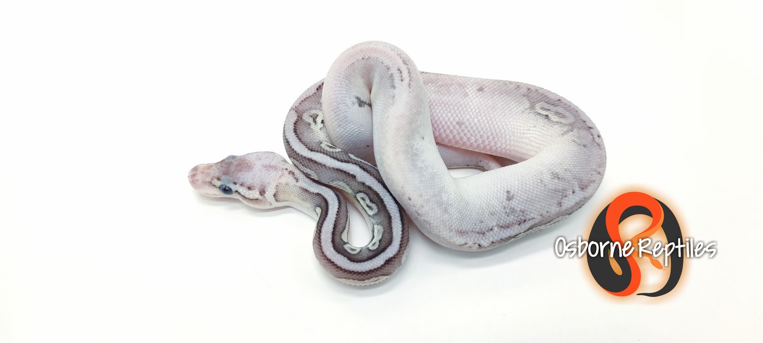 Sandblast Sterling 66% Het Clown 66% Het Pied Ball Python by Osborne ...