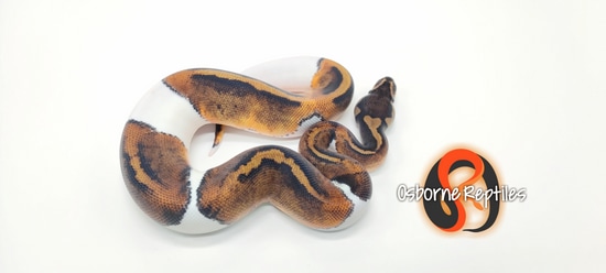 Mahogany Pied Ball Python by Osborne Reptiles