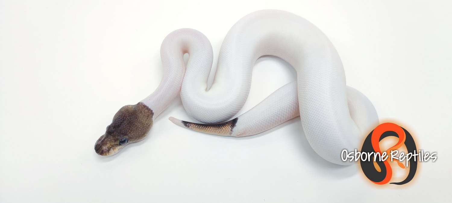 Mahogany Black Pastel Pied Ball Python by Osborne Reptiles - MorphMarket