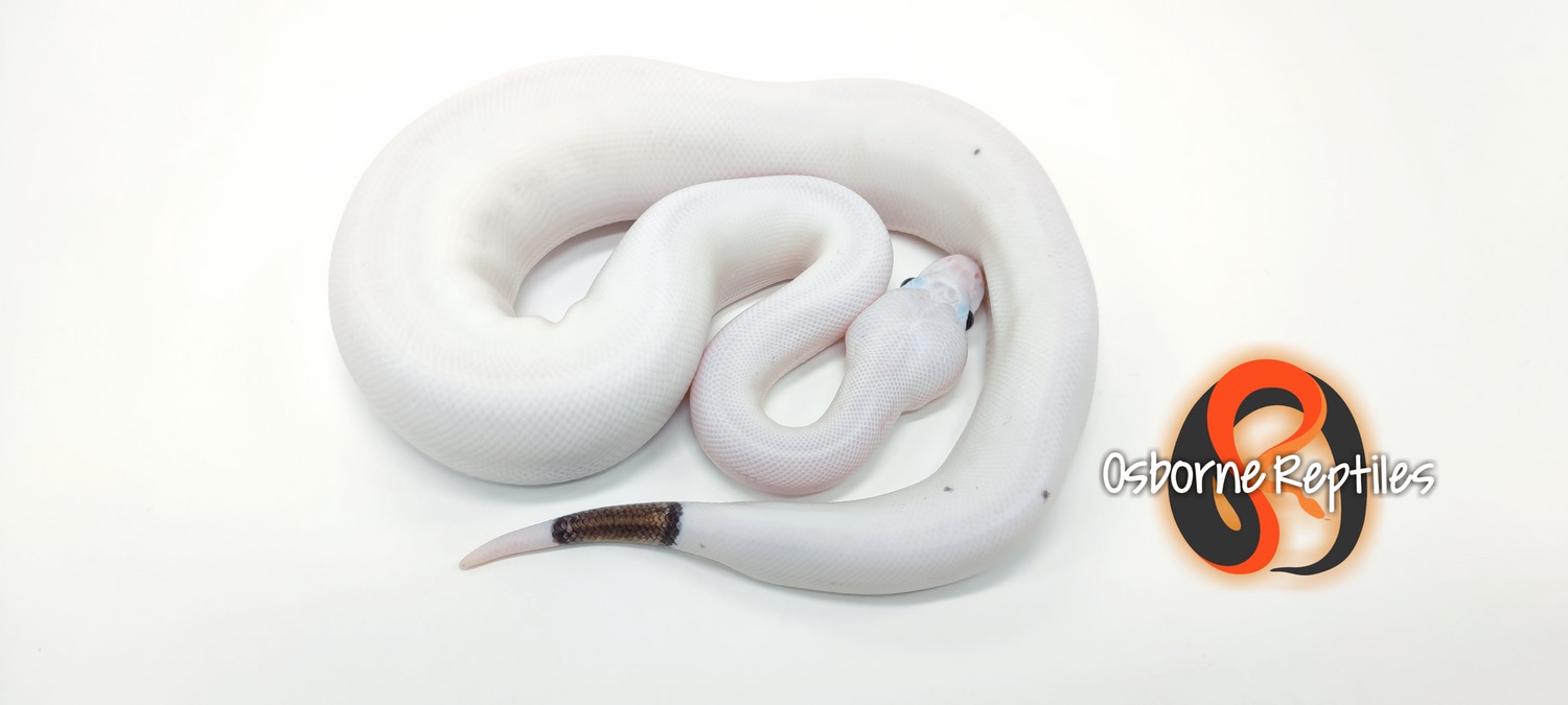 HIGH SPECKLE Mahogany Black Pastel Pied Ball Python by Osborne Reptiles ...