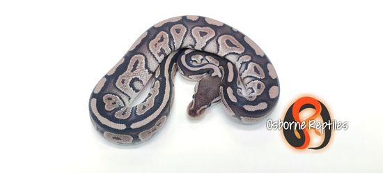 VPI Axanthic Cinnamon Het Pied Ball Python by Osborne Reptiles