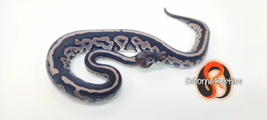 VPI Axanthic Leopard Cinnamon Het Pied Ball Python by Osborne Reptiles