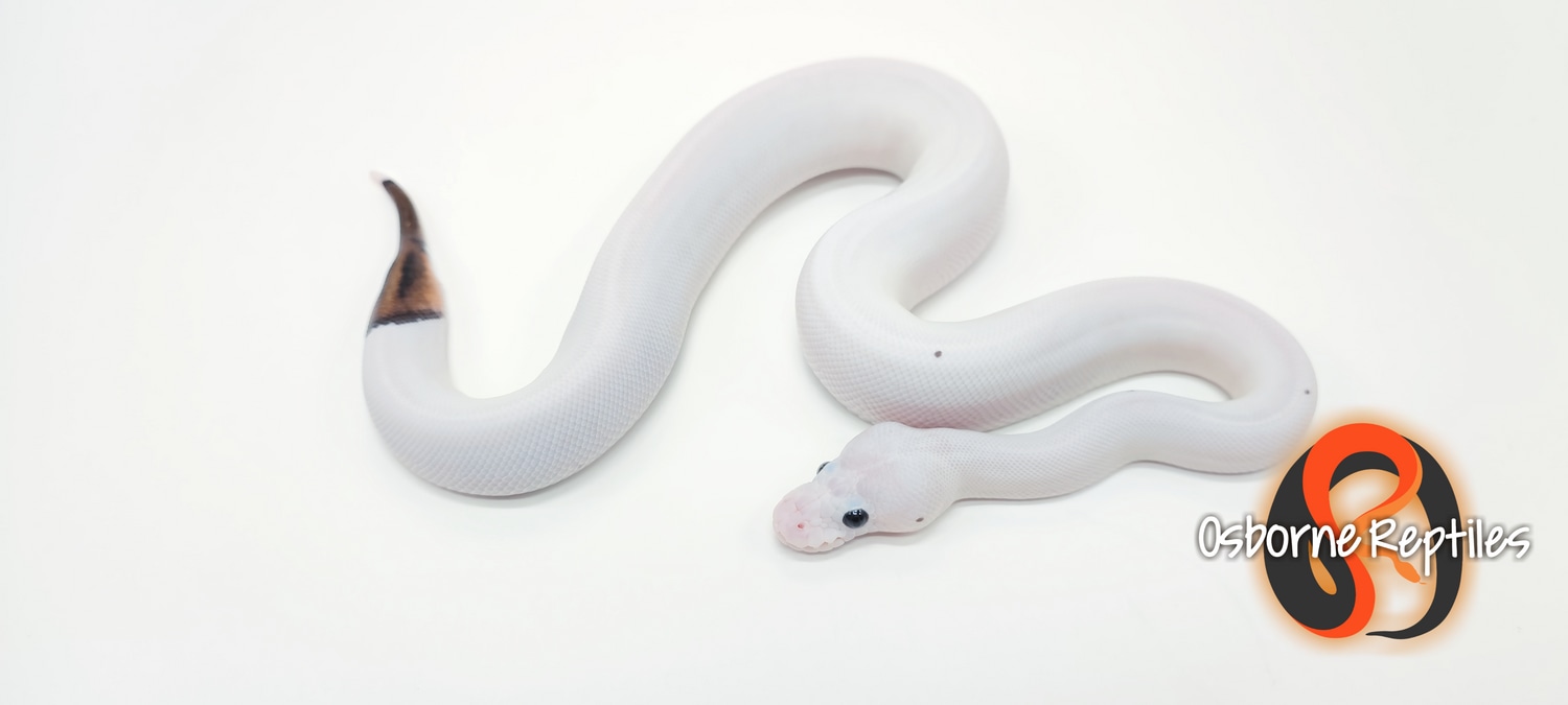 Mahogany Black Pastel Pied GETTING SPECKLED Ball Python by Osborne Reptiles - MorphMarket