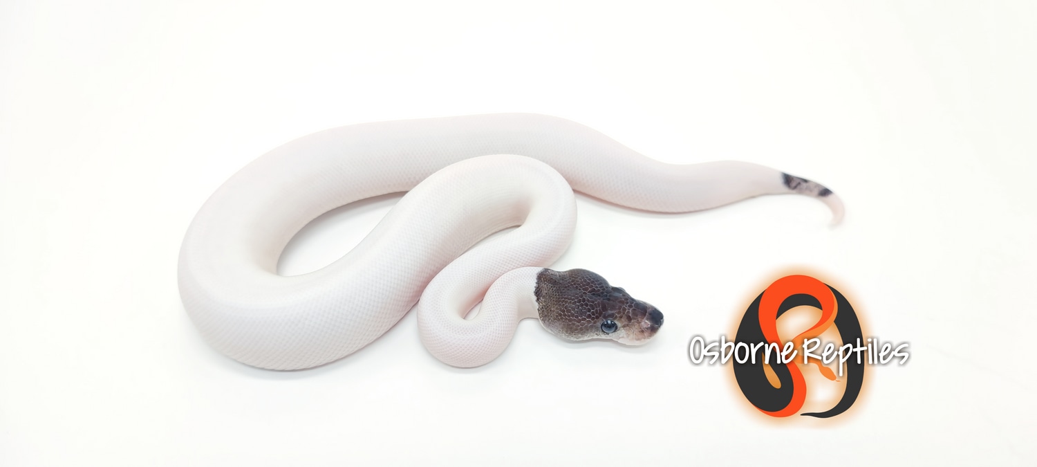 Blackhead Pewter Pied Ball Python by Osborne Reptiles - MorphMarket