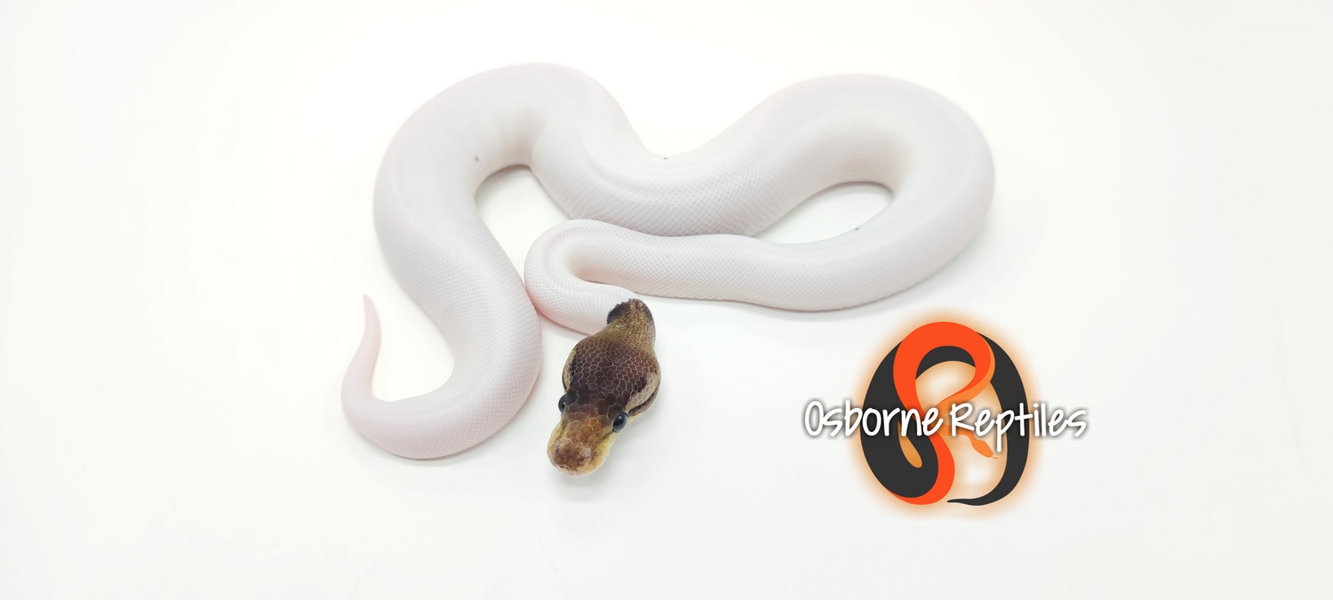 Pewter Pied Ball Python by Osborne Reptiles - MorphMarket