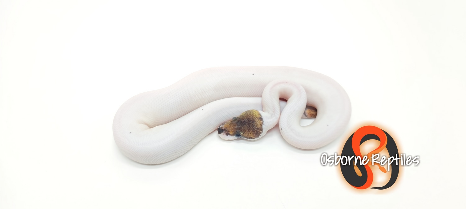 Sandblast Cinnamon Pied Ball Python by Osborne Reptiles - MorphMarket