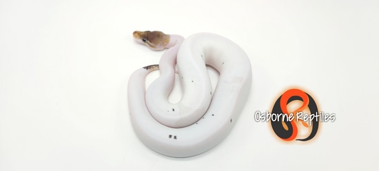 SPECKLED Sandblast Pewter Pied Ball Python by Osborne Reptiles