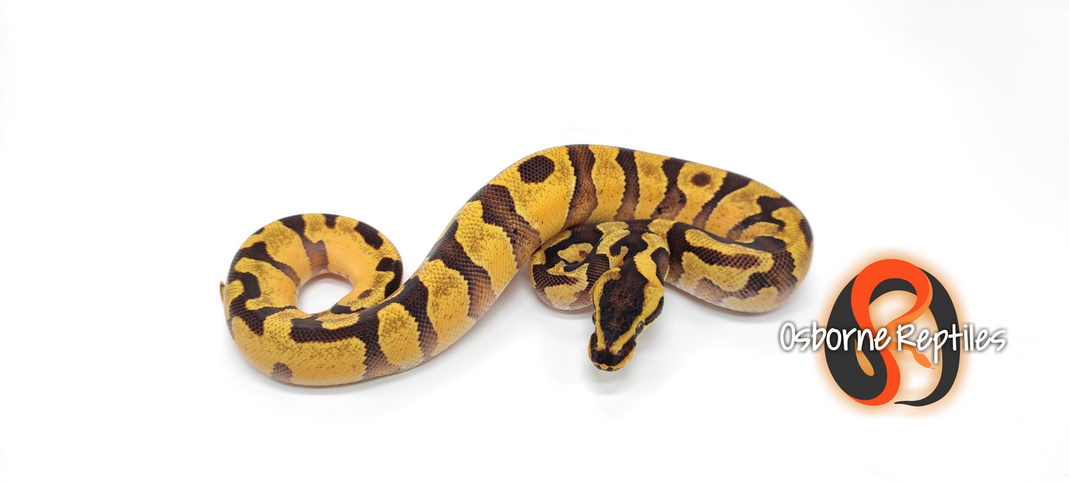 Super Enchi YB Or Asphalt Ball Python by Osborne Reptiles - MorphMarket