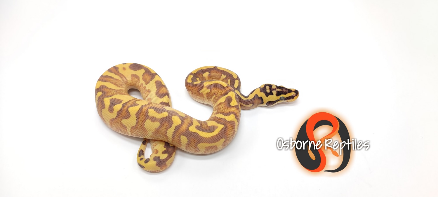 Pastel Super Enchi Super Asphalt Ball Python by Osborne Reptiles ...