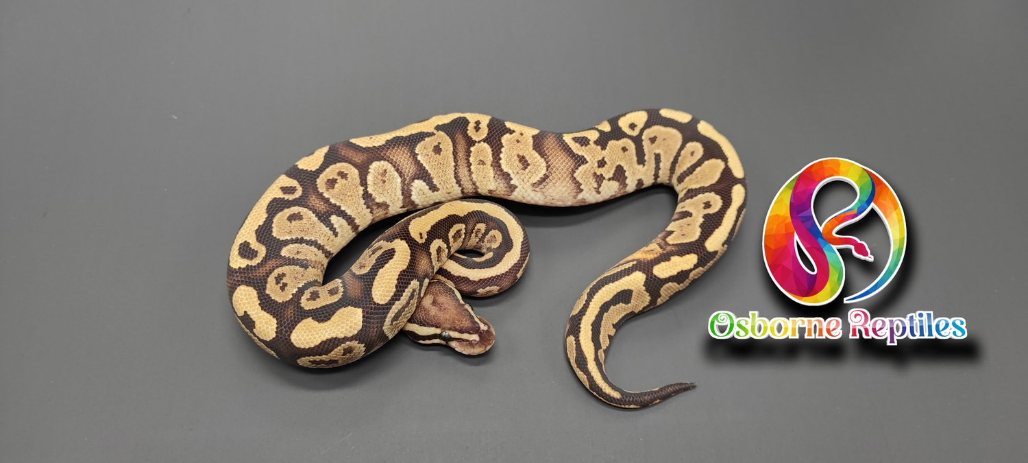 Fire Special Het Pied Ball Python by Osborne Reptiles - MorphMarket