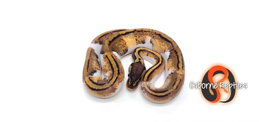 Sandblast Pastel Pied Ball Python by Osborne Reptiles