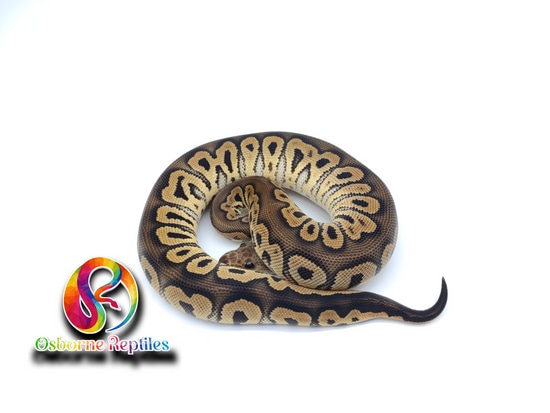 Black Pastel Clown Ball Python by Osborne Reptiles