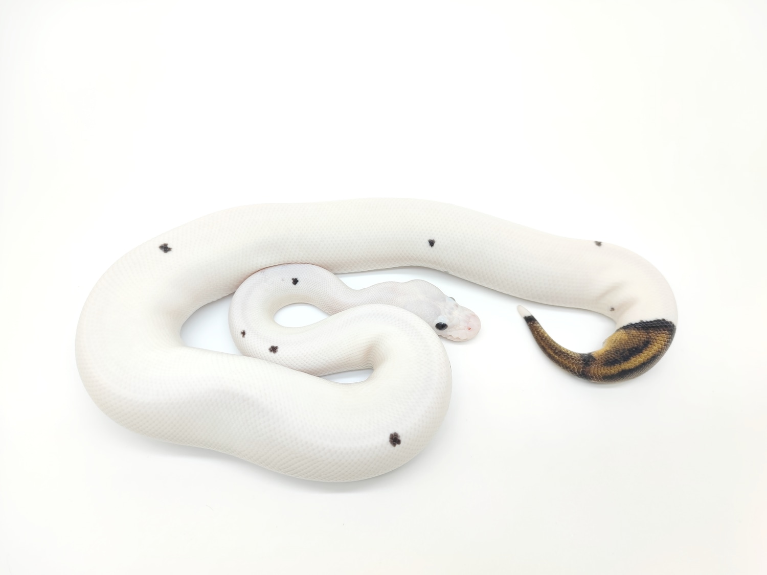 Mahogany Black Pastel Pied GETTING SPECKLED Ball Python by Osborne ...