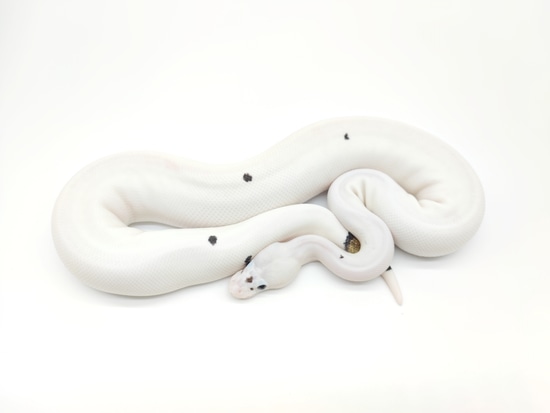 HIGH SPECKLE Mahogany Black Pastel Pied Ball Python by Osborne Reptiles