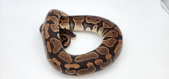 NO RESERVE! PROVEN BREEDER Double Het TSK Axanthic Pied Ball Python by ...