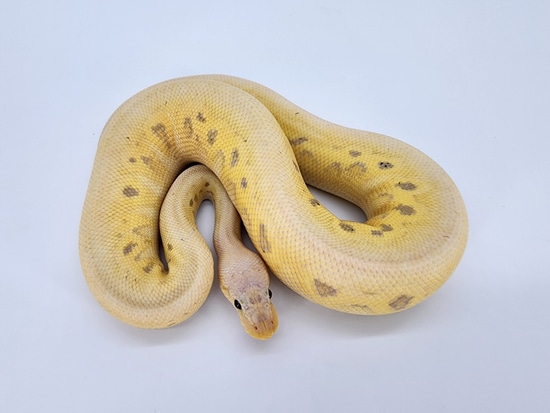 Banana Black Pewter Fire Clown Ball Python by Osborne Reptiles