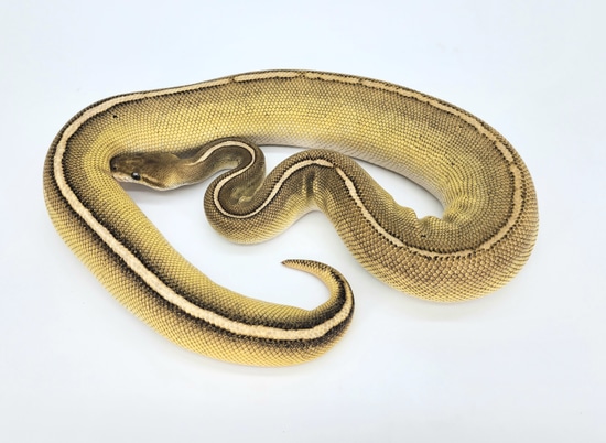 Chocolate Bongo OD Cinnamon Lesser Het Hypo Ball Python by Osborne Reptiles