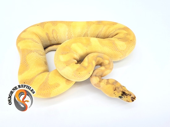 Paradox Banana Enchi Black Pastel Clown Ball Python by Osborne Reptiles