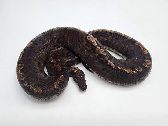Super GHI Ball Python by Osborne Reptiles