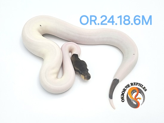 Speckled Mahogany Black Pastel Pied Ball Python by Osborne Reptiles