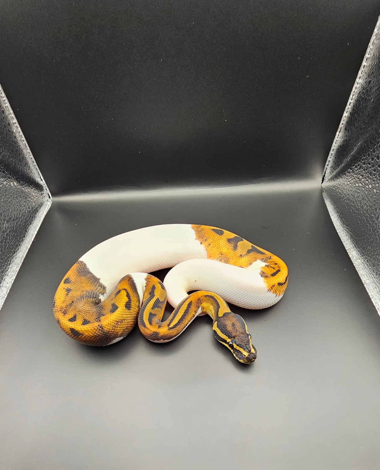 Pied 50% Het Lavendar Albino Ball Python by Merging Morphs - MorphMarket