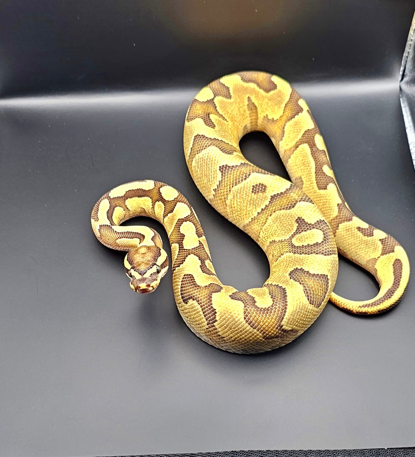 Enchi Fire Asphalt Ball Python by Merging Morphs - MorphMarket
