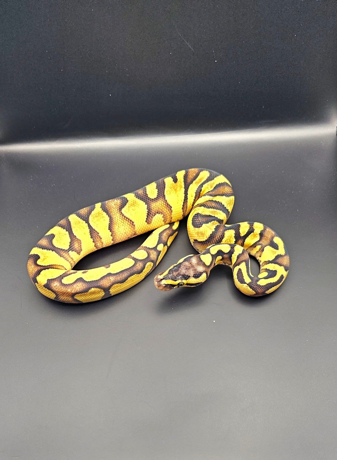 Pastel Enchi Fire YB/Asphalt Ball Python by Merging Morphs - MorphMarket